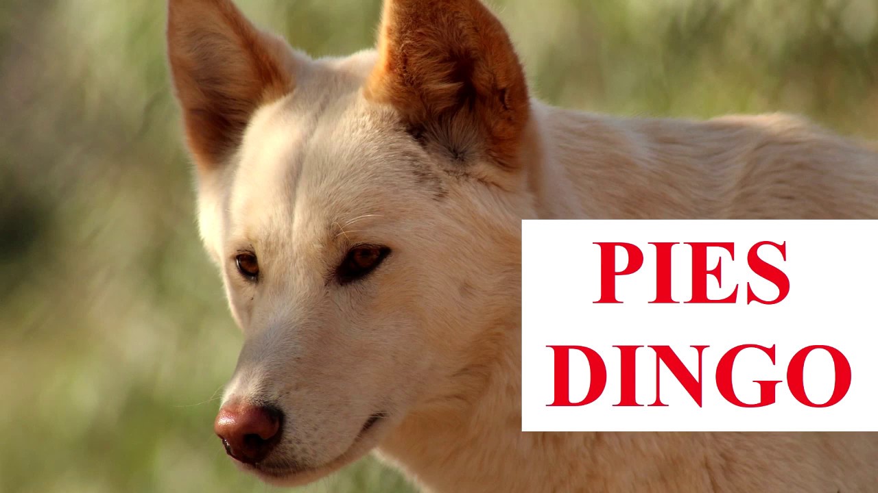 Pies DINGO - pies z AUSTRALII - YouTube