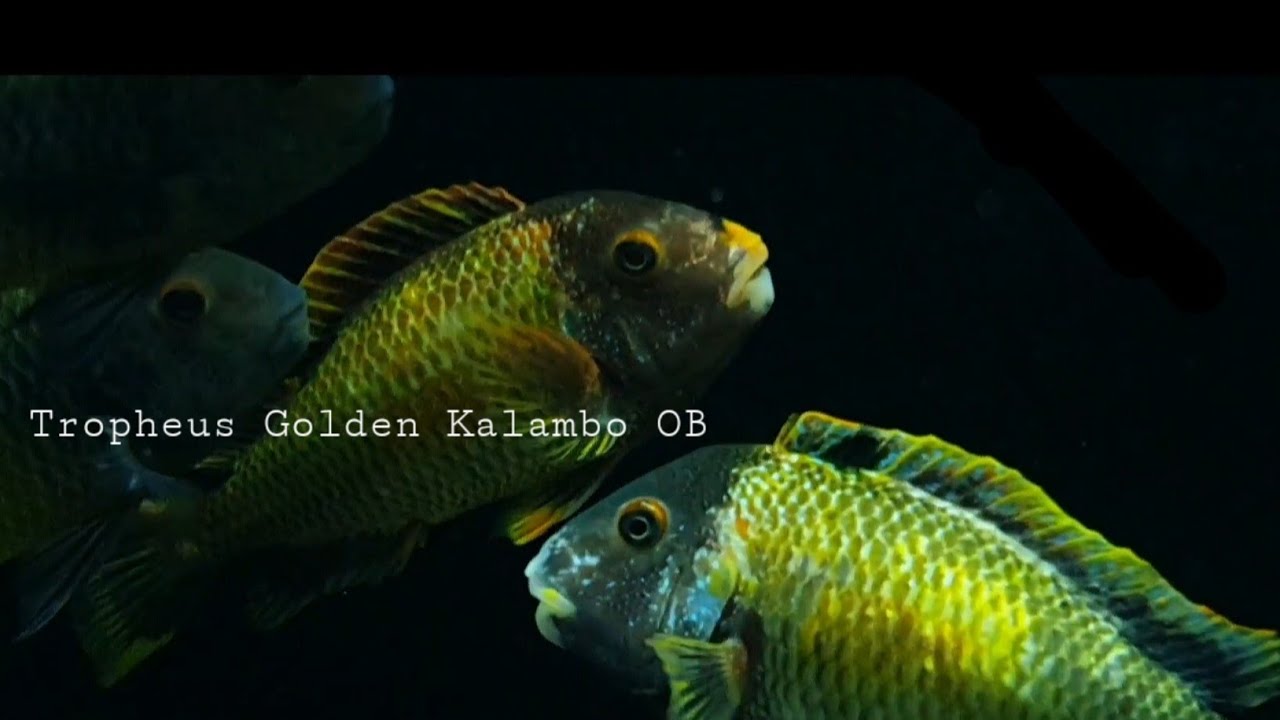 Tropheus Golden Kalambo OB - YouTube