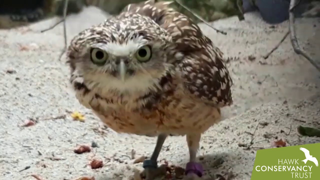 Cute Burrowing Animals