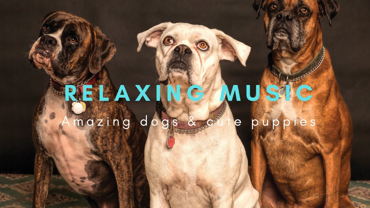 Relaxing Music | Amazing Dog & Cute puppies | ambient Calm Music # ...