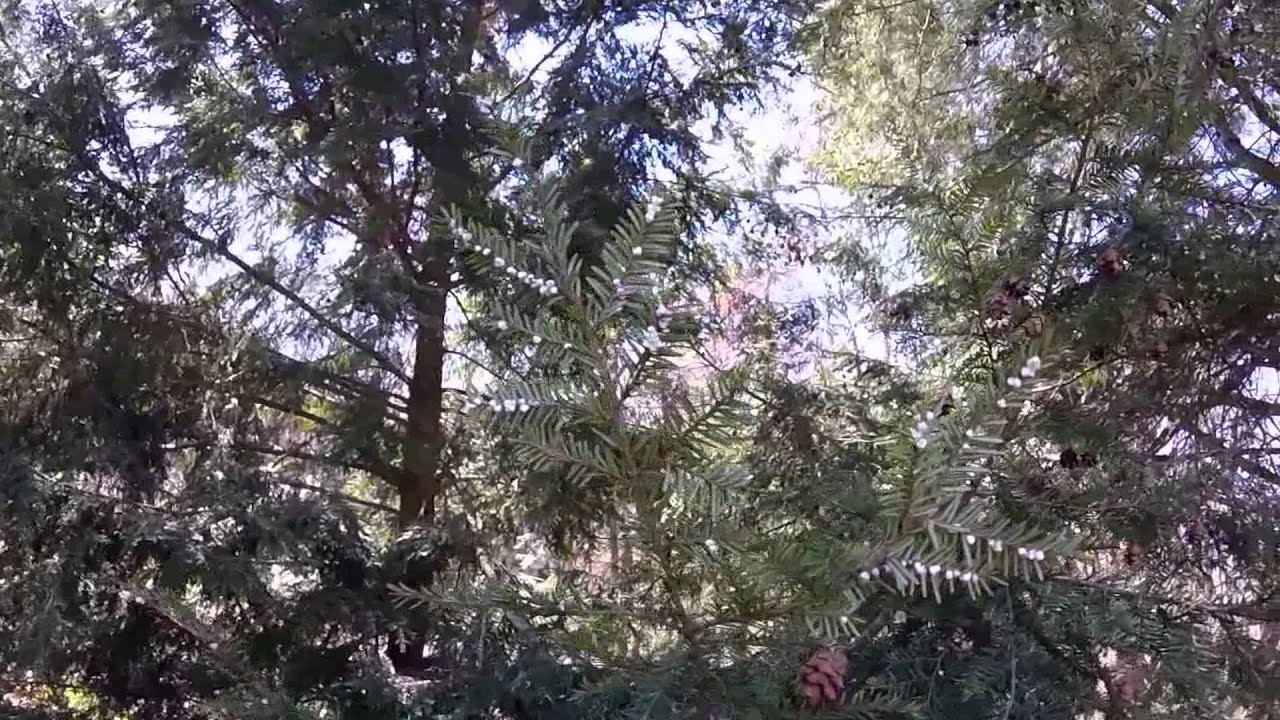 Hemlock Wooly Adelgid HWA Basal Bark Treatment - YouTube