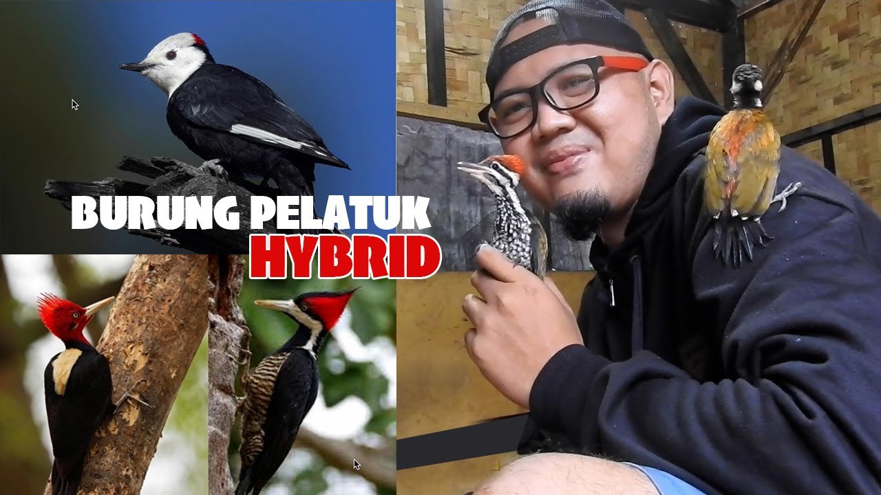 PELATUK HYBRID - TERNYATA BURUNG PELATUK BISA KAWIN SILANG, INI ...