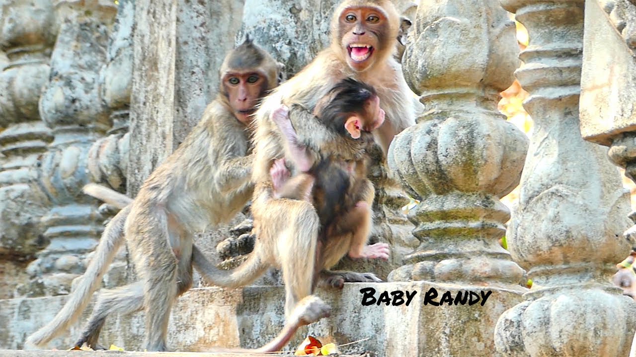 Two little monkeys K.i.d.n.a.p.p.e.d baby RANDY out from mom RANY ...