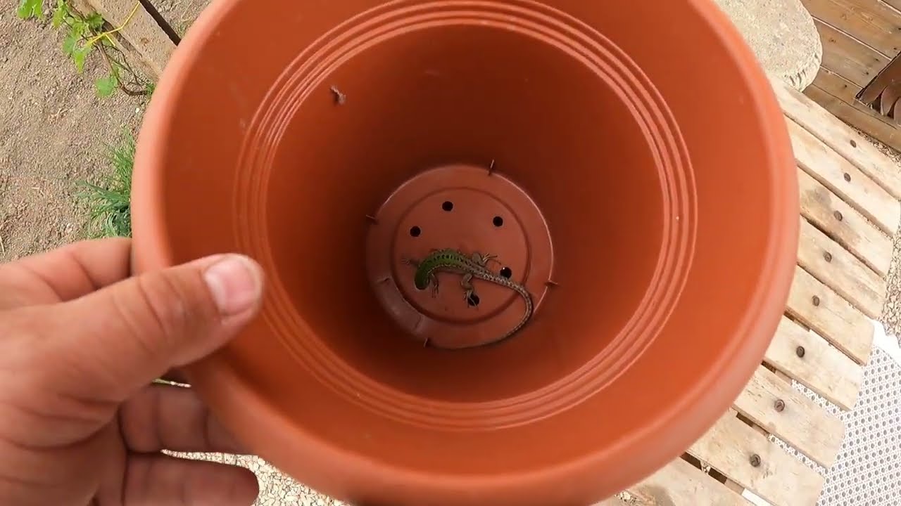 Ho salvato una piccola lucertola, la lucertolina incastrata - YouTube