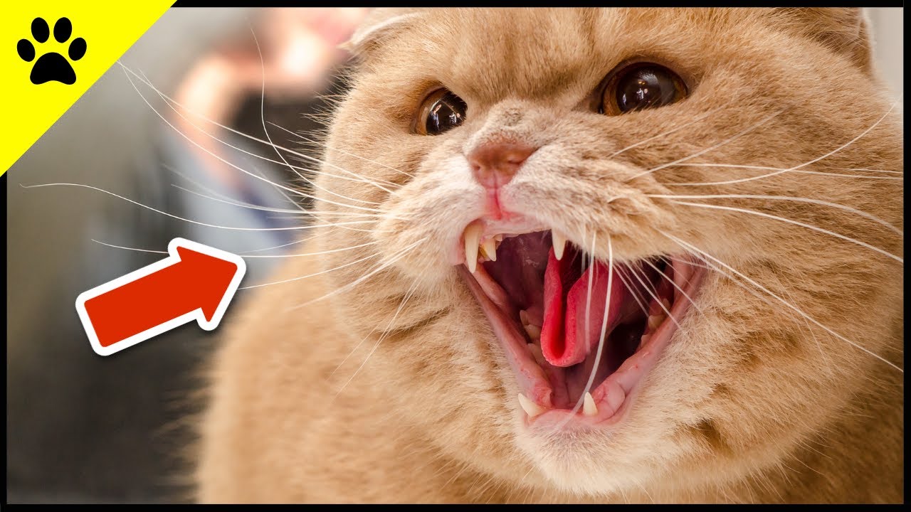 6 Anzeichen, dass deine Katze EXTREM GENERVT von dir ist! - YouTube