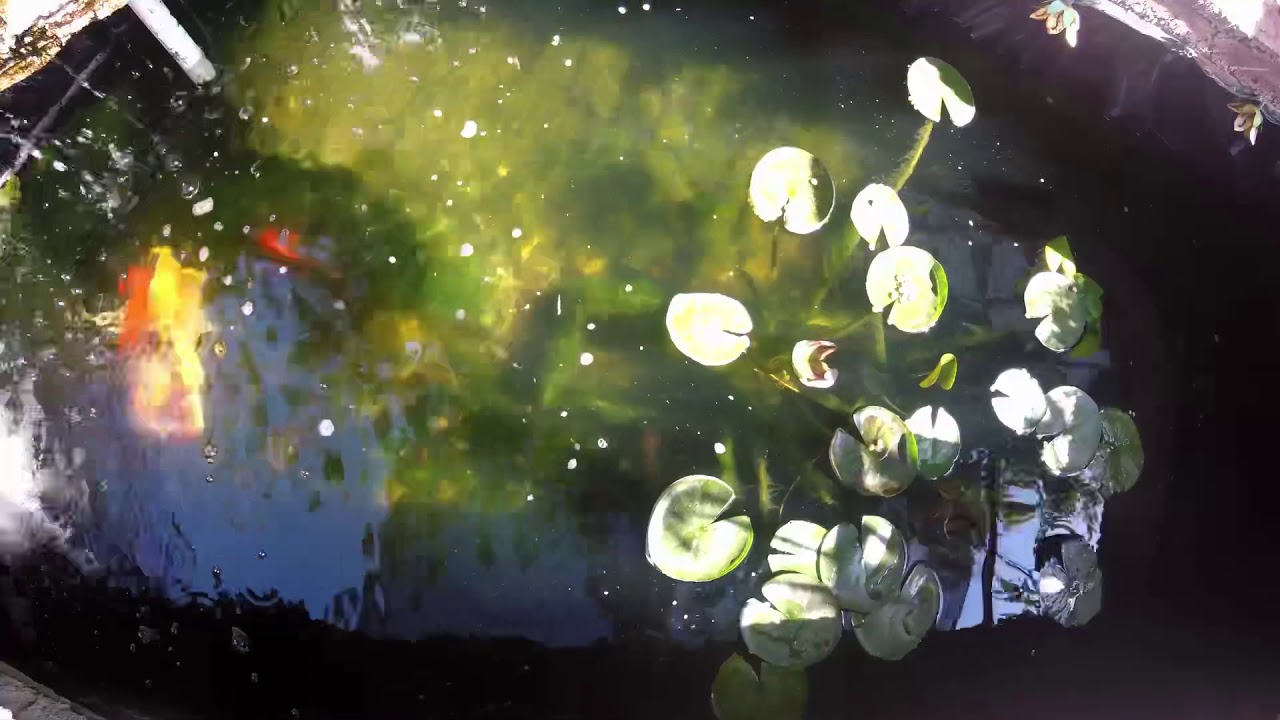 Koi - Mating/Spawning Season | BenjixDelaCruz - YouTube