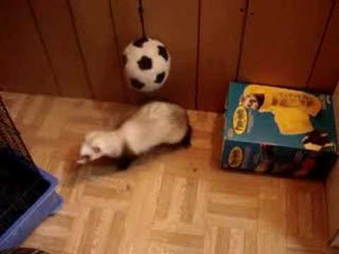 funny ferret - YouTube