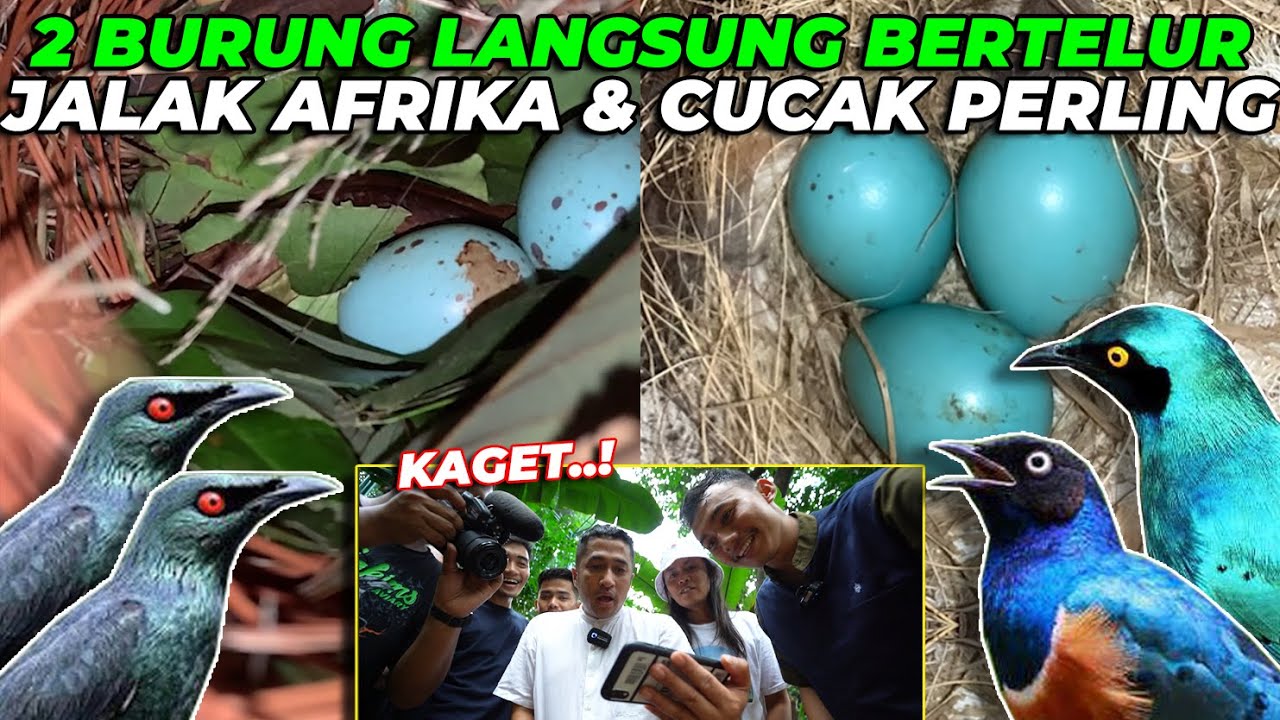 Burung Bertelur - Perumperindo.co.id