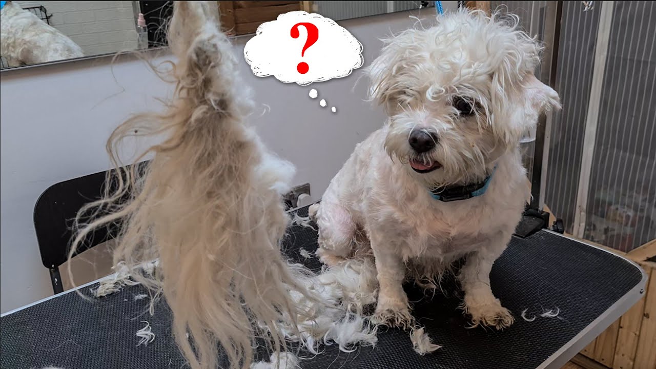 MATTED DOG GROOMING Transformation - YouTube