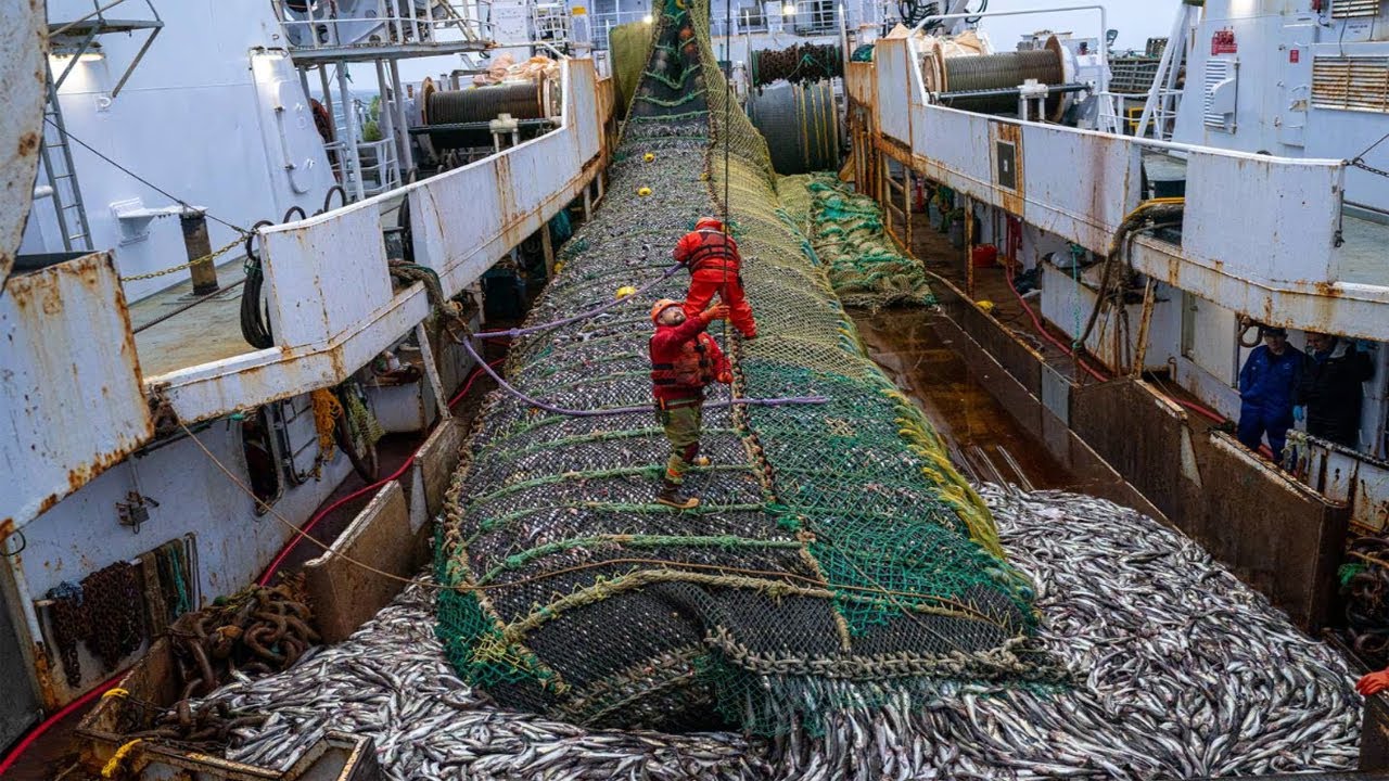 Big Net fishing, Trawler fishing in the Sea - Factory Processing on a ...