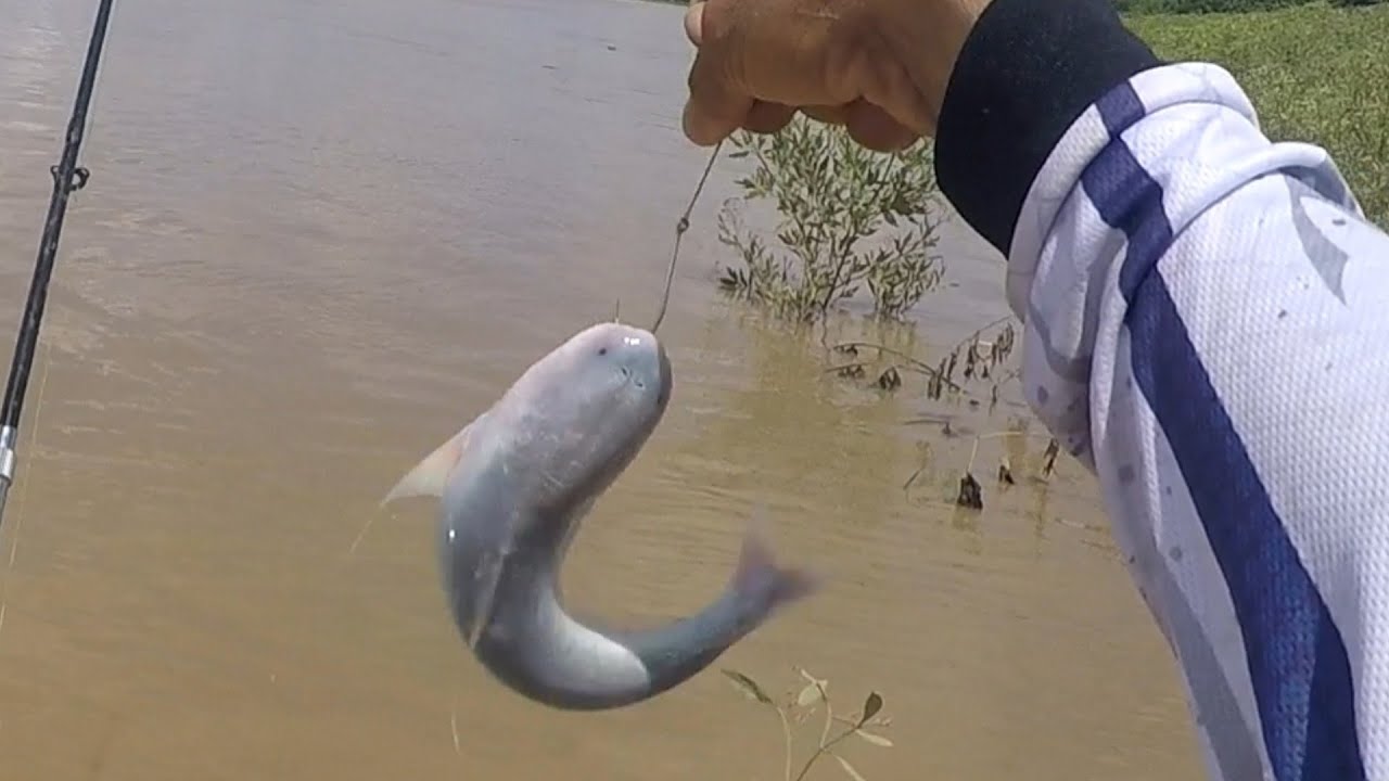 Peixe ' Candiru' urubu d'água da amazônia. Pescaria!!!! - YouTube