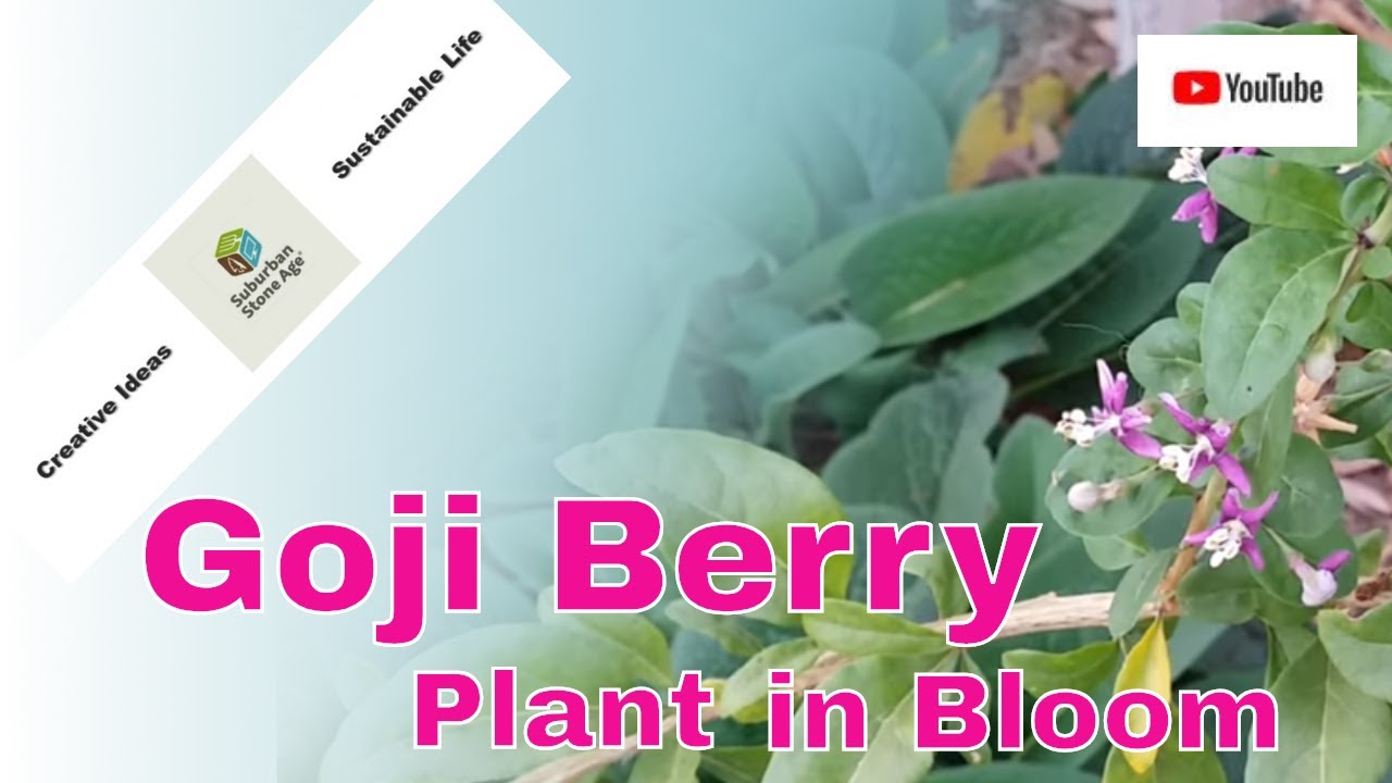 Goji Berry in Bloom - Edible Landscaping - Video - YouTube