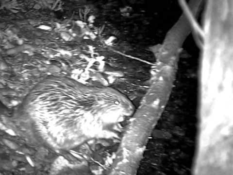 Castor comiendo en comarca de Pamplona III - YouTube