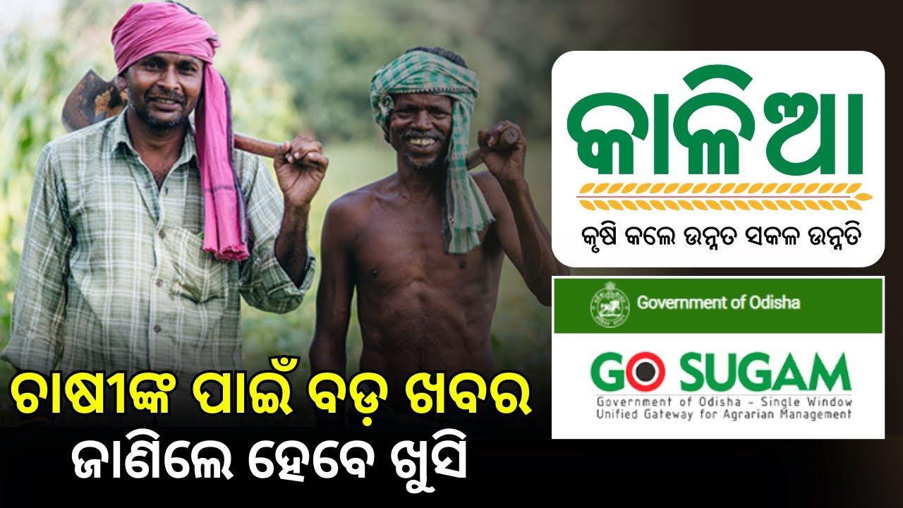mukhya mantri krushi udyog yojana 2023 | kalia yojana farmers received ...
