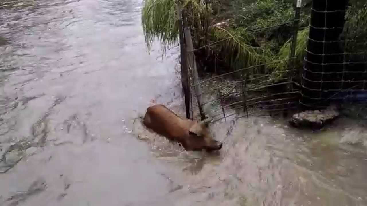 Swimming pigs Oct 2015 SC flood - YouTube