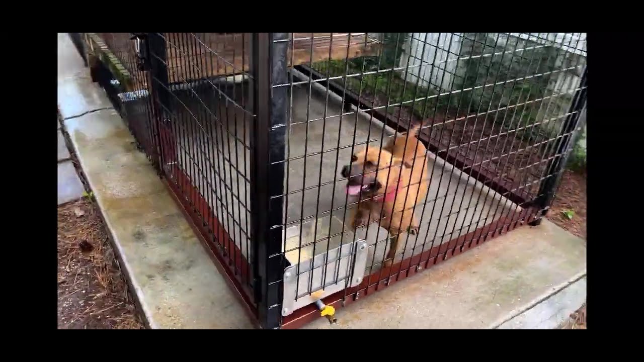 How our American Sentinel & APBT stud services work - YouTube