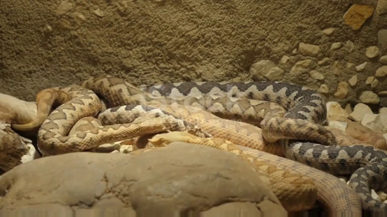 Mating Of Snakes. It may be Pair and sometimes in together ...