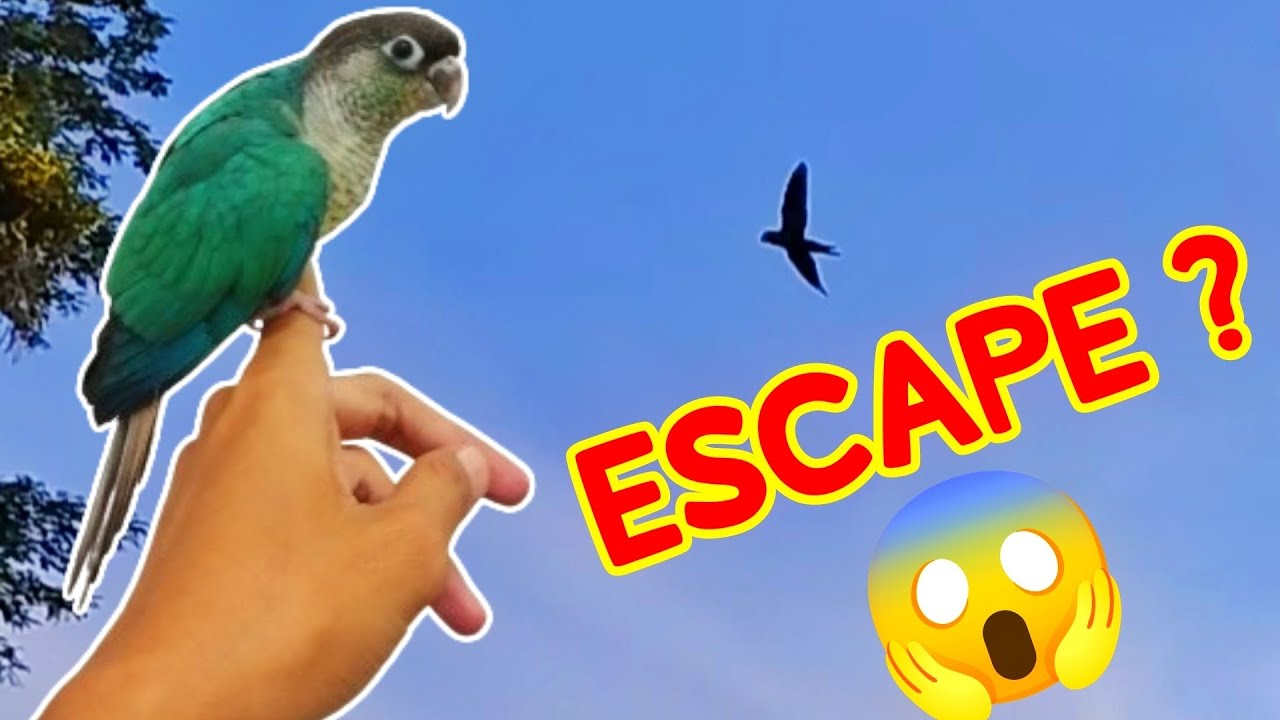 "LALA" My turquoise conure parrot is ESCAPE 😱 - YouTube