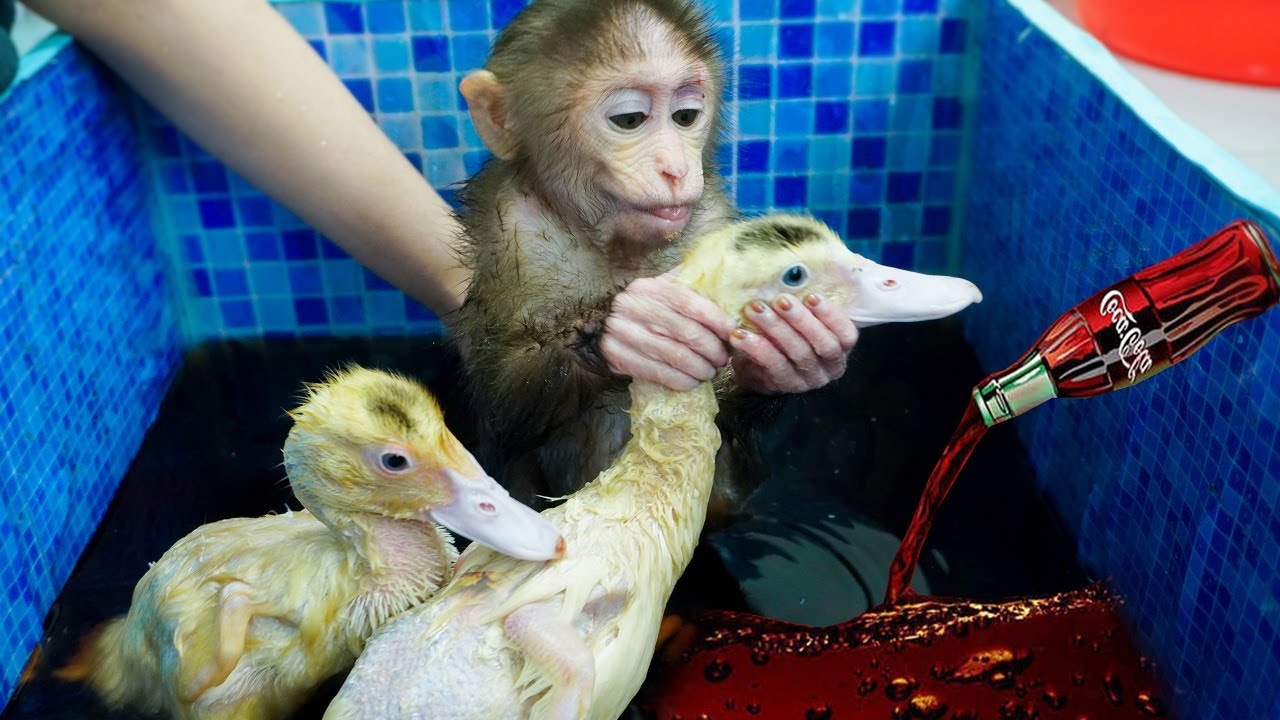 Bibo monkey bathing with pepsi and two ducklings - YouTube