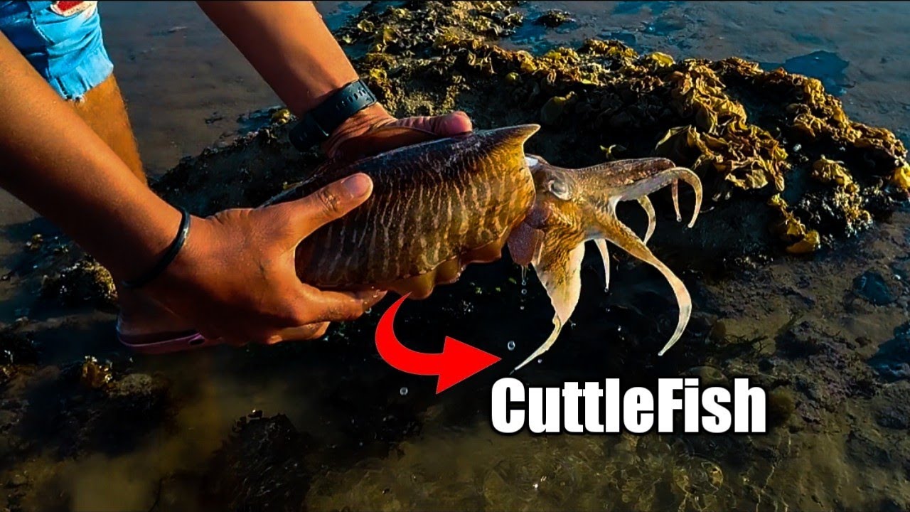 I Found a CuttleFish on the Beach - YouTube