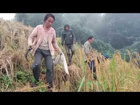 coj zog hlai nplej hnub #2 - YouTube