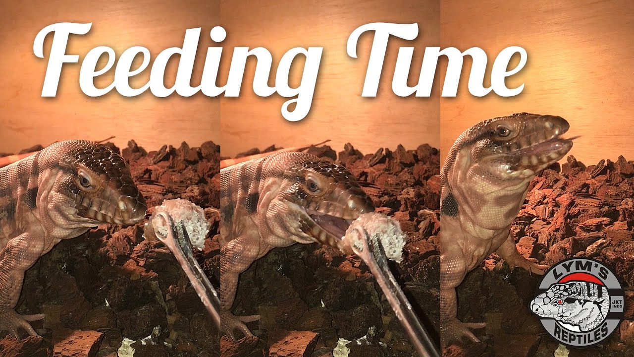 TEGU FEEDING TIME - YouTube