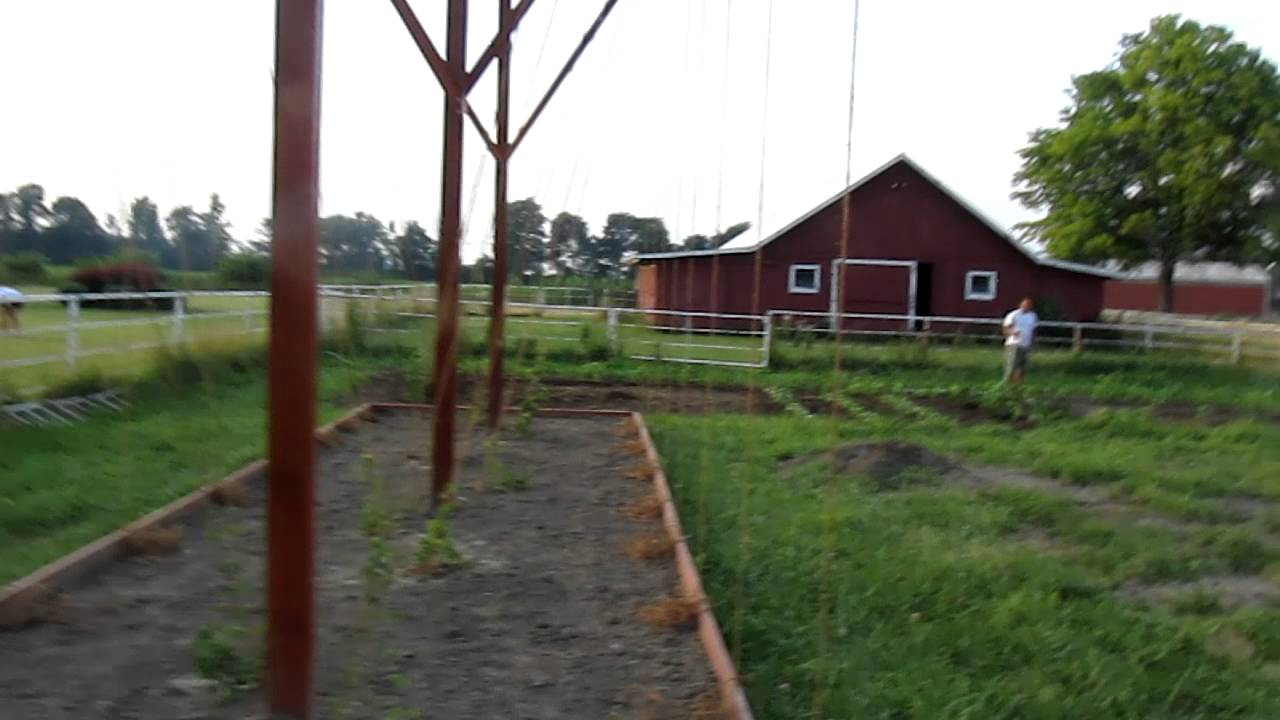 First year Ohio hops - Growing hops with a trellis - YouTube