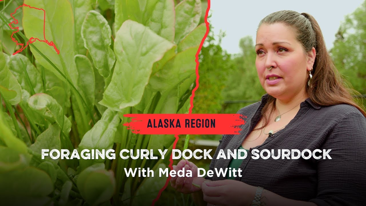 Foraging Curly Dock and Sourdock in Anchorage Alaska - Meda DeWitt ...