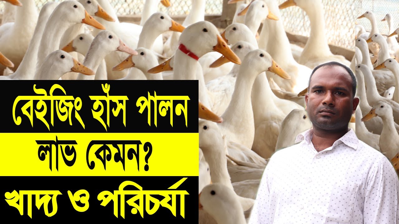 বেইজিং হাঁস পালনে সফল | মাংসের জন্য করে এখন প্যারেন্টস করছেন | Beijing ...