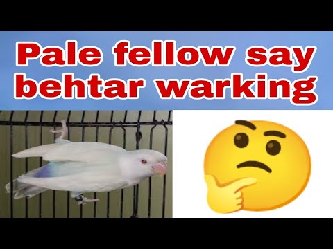 How to produce Albino blue 2 | pale fellow say behtar warking . - YouTube