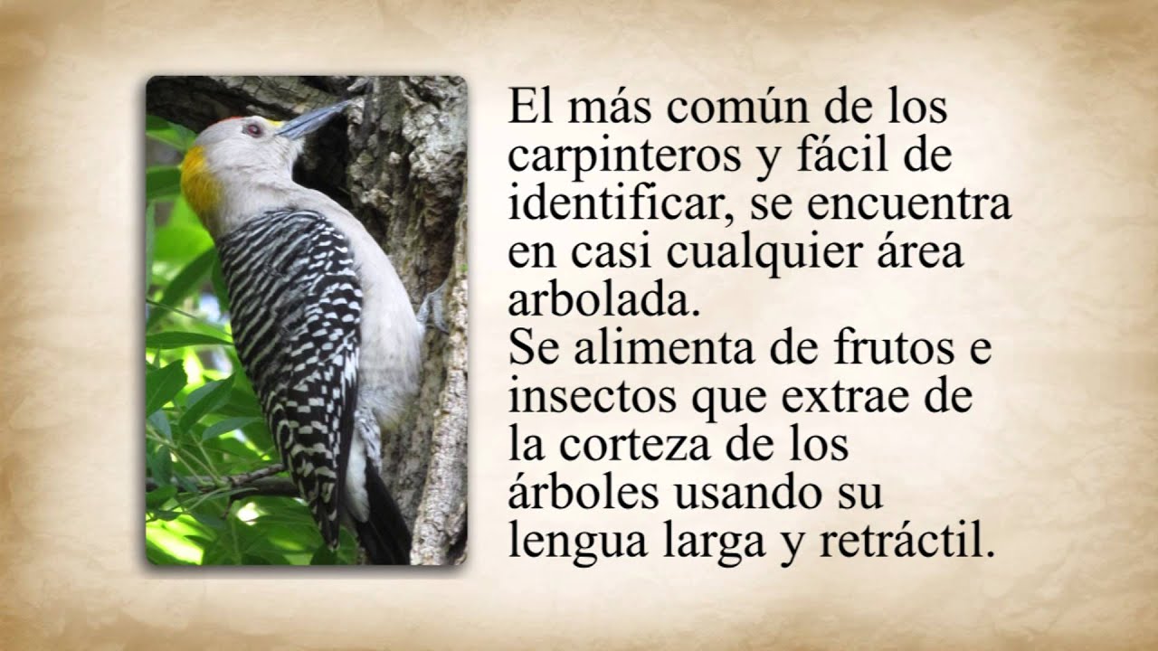 Infografía carpintero cheje (Melanerpes aurifrons) - YouTube