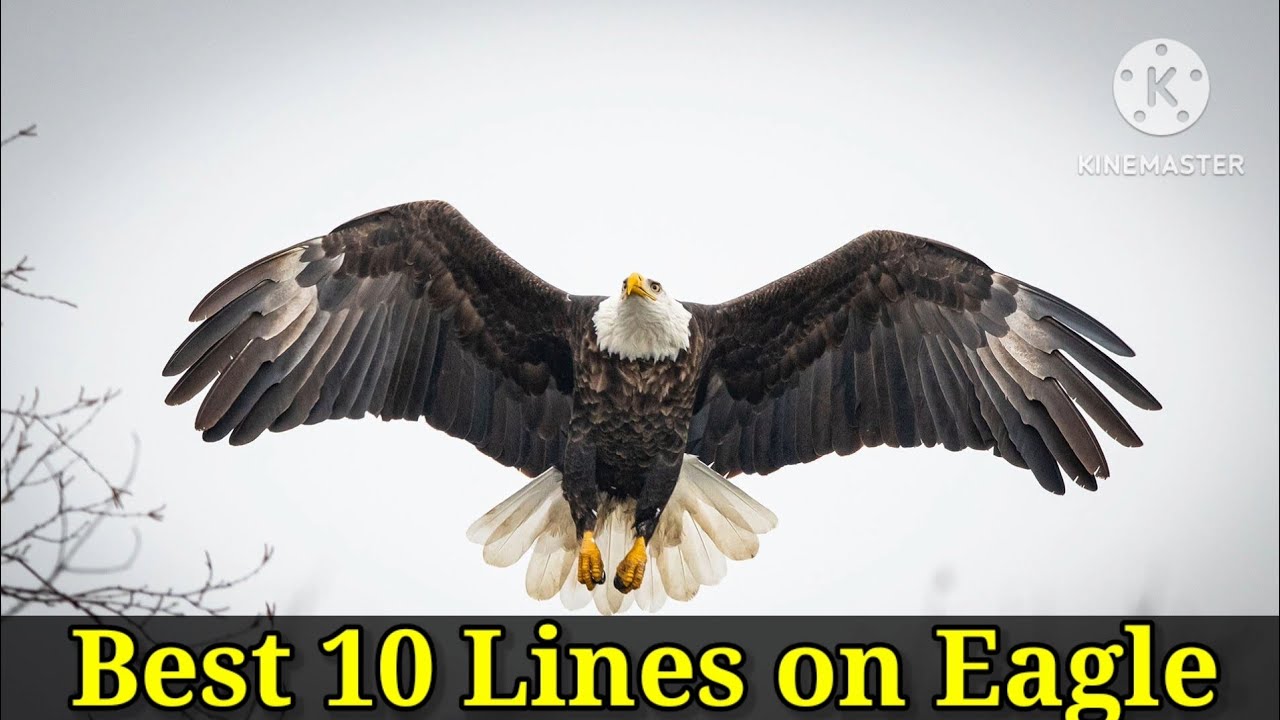 Eagle/10 Lines on Eagle/Essay on Eagle in English/Few Lines on Eagle in ...