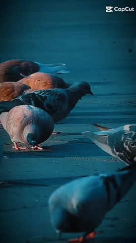 The pigeons fictional trailer #trailer #netflix #documentary #pigeon # ...
