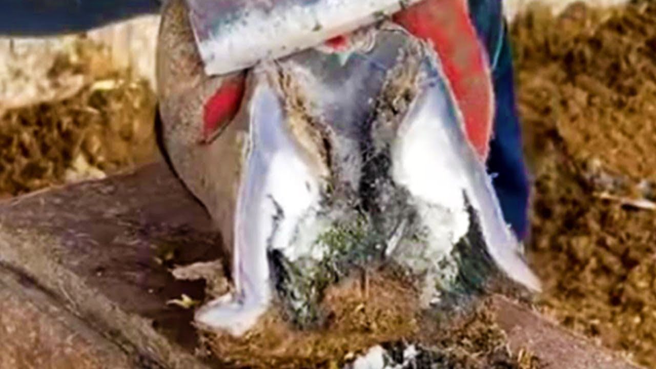 Bad donkey hooves are cured! Flowering hoof丨ASMR丨Donkey hoof cutting ...