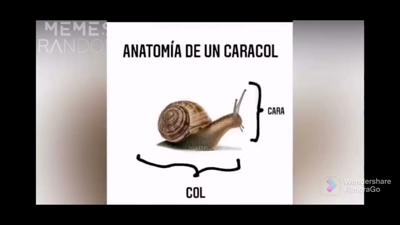 Anatomía de un caracol [Completo] - YouTube