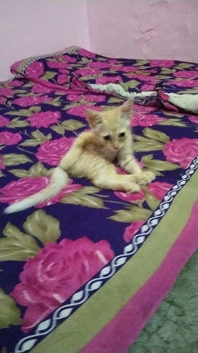 mera baby cat Akela baitha hai Chhotu Chhotu kalakar #catshorts #videoforcats #catlover #cats # ...