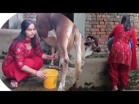 Fingers 🐄 cow milking by two hand indian village girl#cow #baffalo#farming #viralvideo #desi village