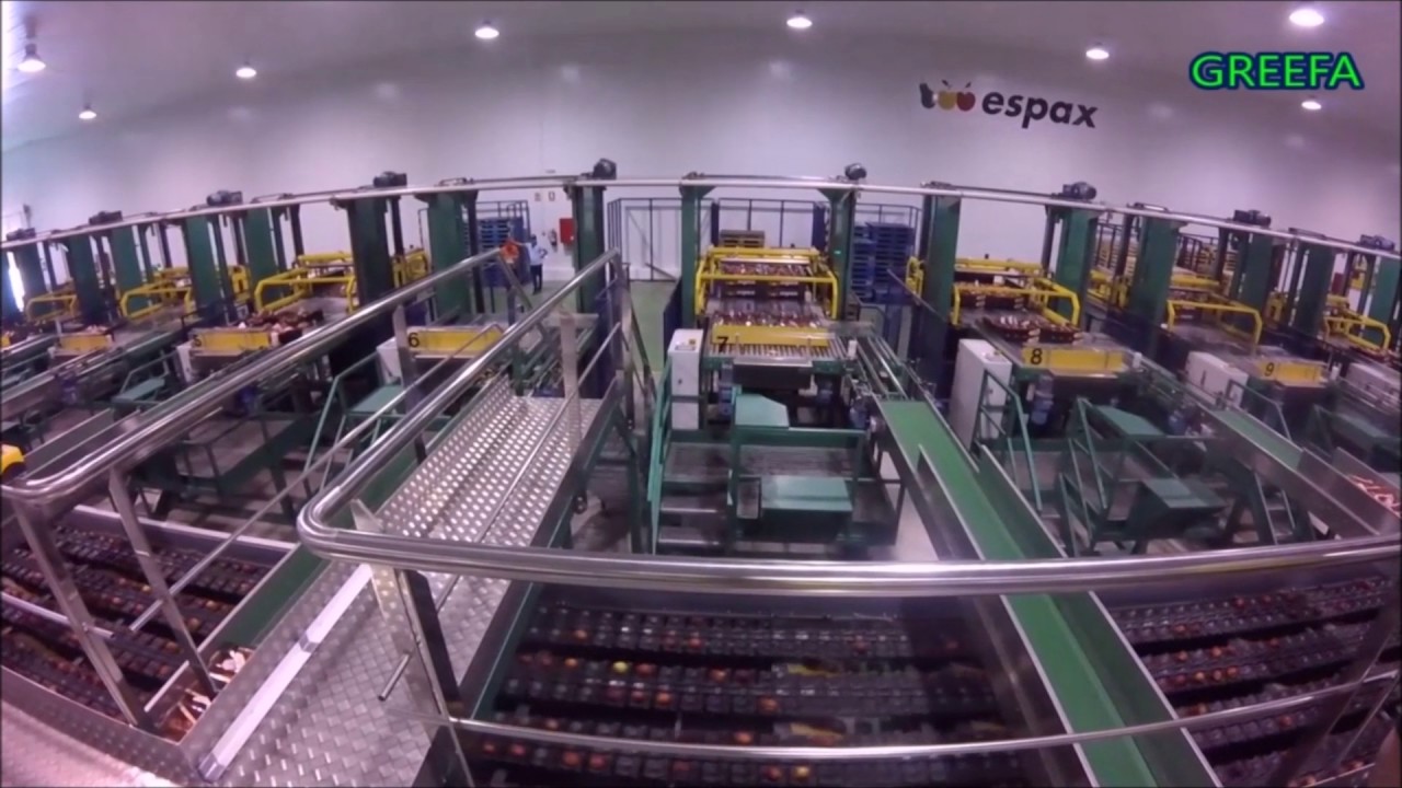 GREEFA Pesche / Pfirsiche / Stone Fruit Espax 10 GeoSort - YouTube