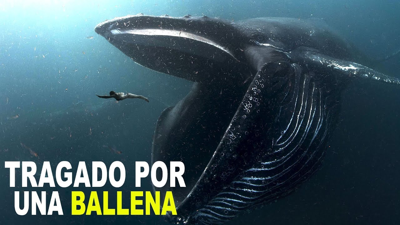 Qué Hacer si te Traga una Ballena - YouTube