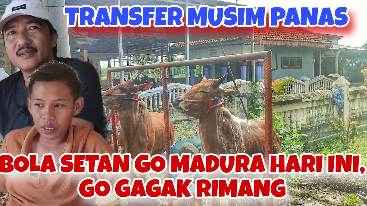 TRANSFER MUSIM PANAS KERAPAN SAPI JAWA MADURA || BOLA SETAN GO GAGAK ...