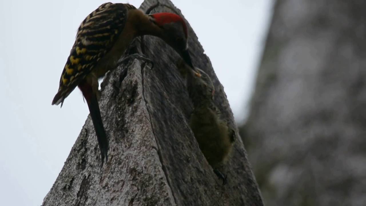 Un pichón de pájaro carpintero - YouTube
