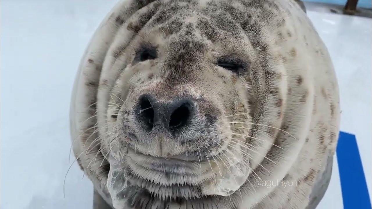 “Agu, Kyoro, I’ll call my fans “Sisters”🤤.Spotted seal Hiyori, Seal Sea Paradise @aguhiyori ...