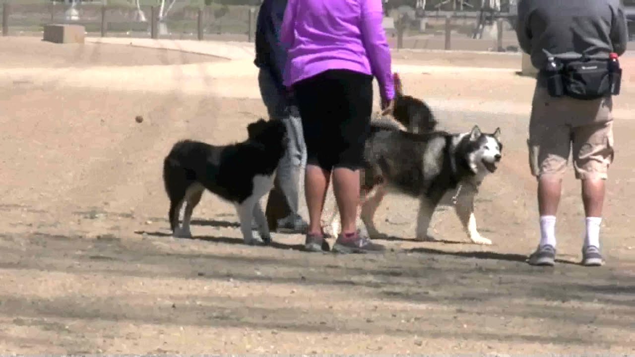ROSY AND ROCKY HEAD TO THE SEAL POINT DOG PARK FOR DOG PLAY On June 24 ...