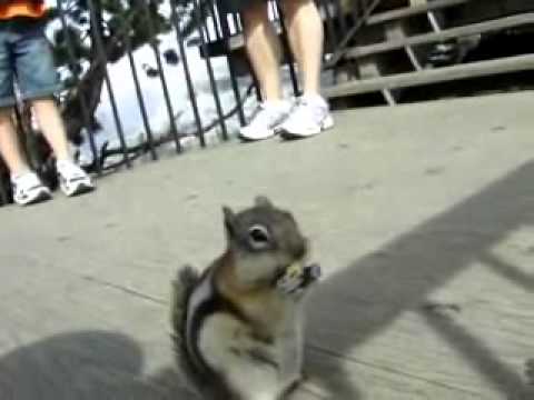 Beatboxing Chipmunk - YouTube