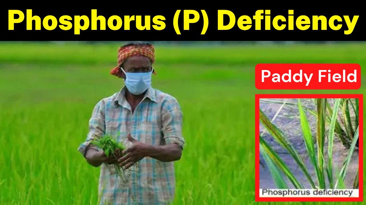 Phosphorus (P) Deficiency in Paddy Field | (How to Identify ...