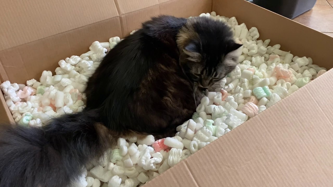 Cute Cat Plays in a Box of Styrofoam Packing Peanuts - YouTube