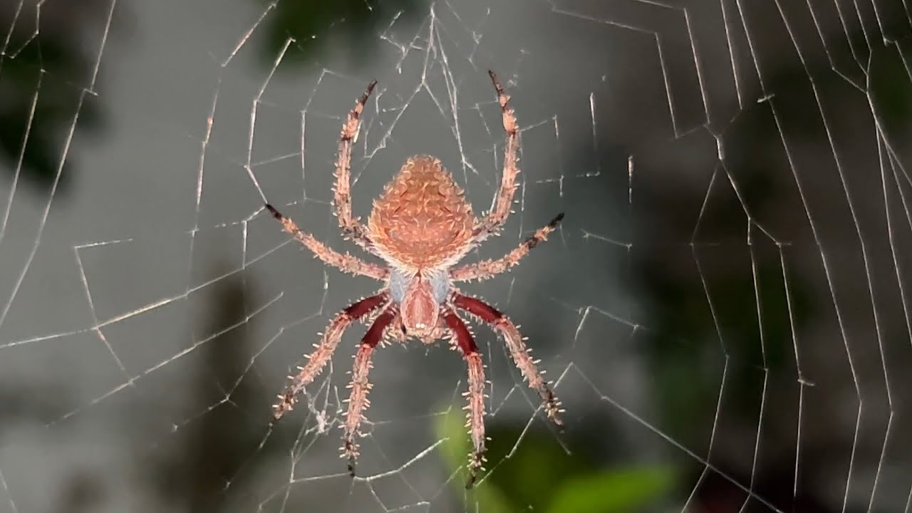 A Red Femured orb weaver spider building it’s web. - YouTube