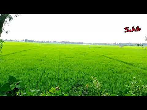 Village green paddy field❤️❤️🇧🇩🇧🇩