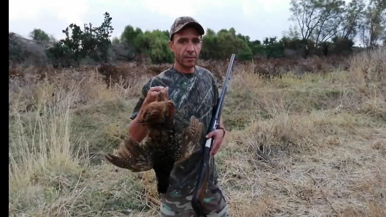 chasse aux faisans Tunisie 2019 - YouTube