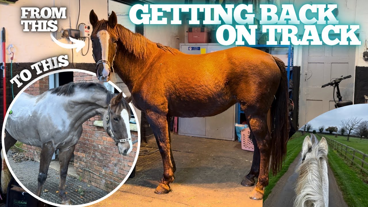 Getting back on track - Horsey Makeover - Hacking Fitness Work ...